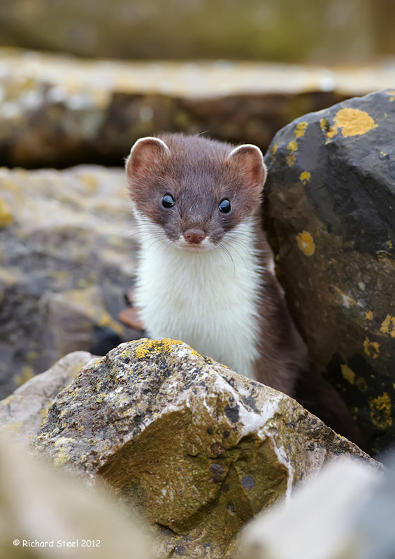 Wildlife Photographic Journals