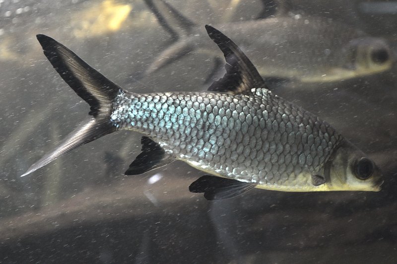 Jak pielęgnować rybki akwariowe: Jak pielęgnować Brzankę rekina ...