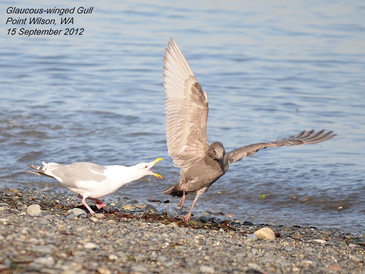 Northwest Nature Notes: EXTENDED PARENTAL CARE IN BIRDS
