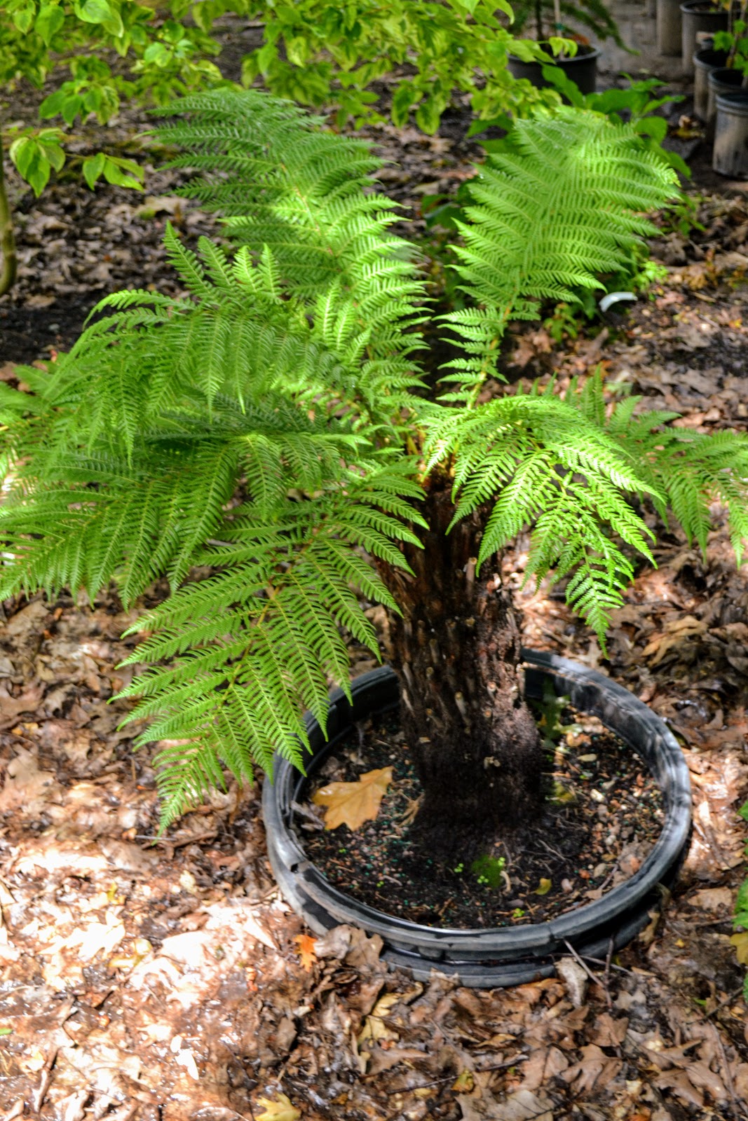 The Outlaw Gardener: At Long Last - Lael's Moon Garden Nursery