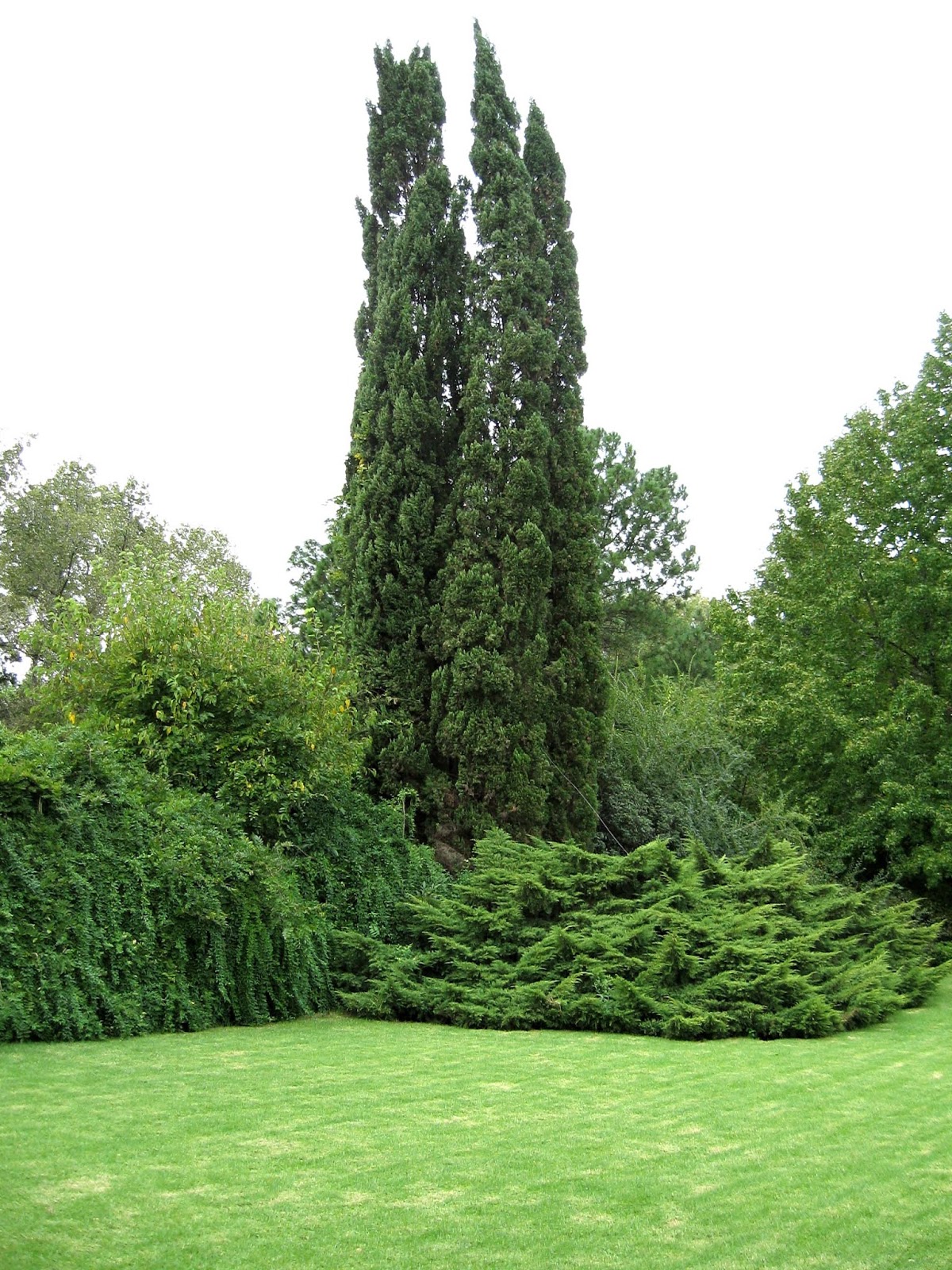 En el jardin: coníferas perennes