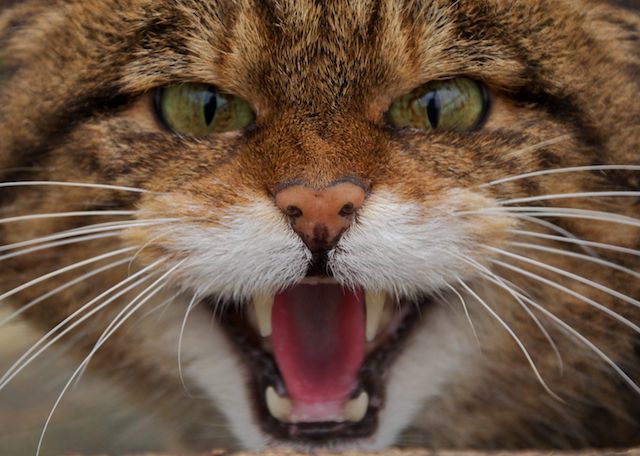 British Wildlife Centre ~ Keeper's Blog: The Scottish Wildcat; Species ...