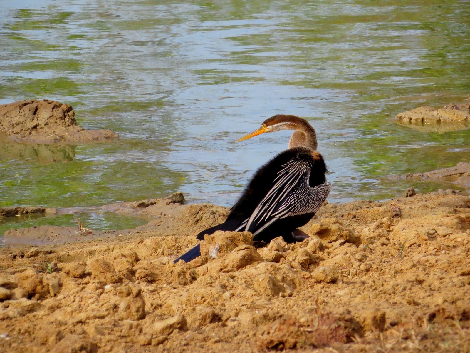 Safari Sri Lanka: Oriental Darter/ Indian Darter - Resident Breeder in ...