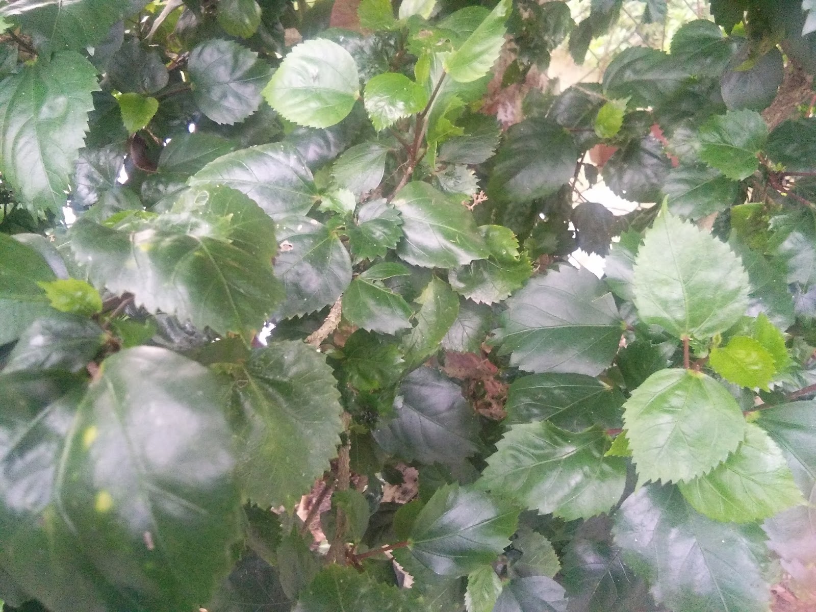 D' Qasih: unique leaf pattern ....... like a natural art ...