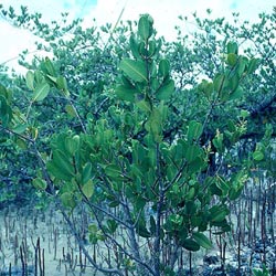 White Mangrove Roots