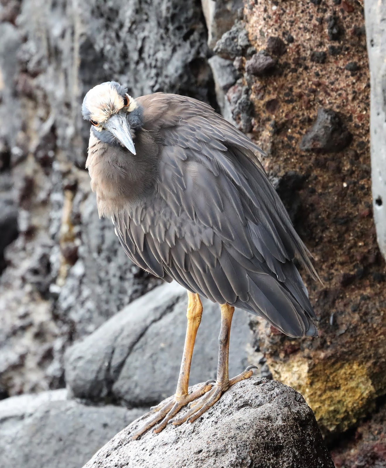 Instantes alados Perú y Ecuador 2018: martinete coronado