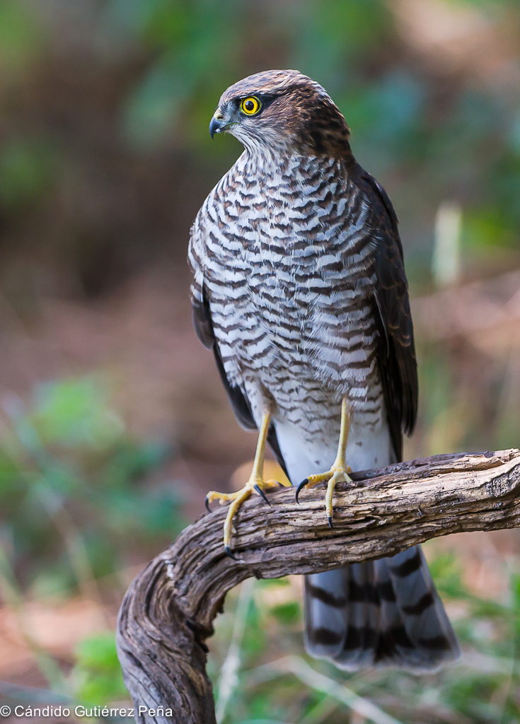 GAVILAN COMUN - Accipiter Nisus | Observatorio de la Naturaleza