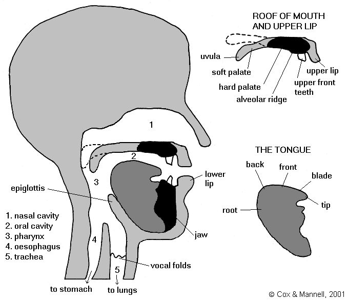 Linguistic: Phonology
