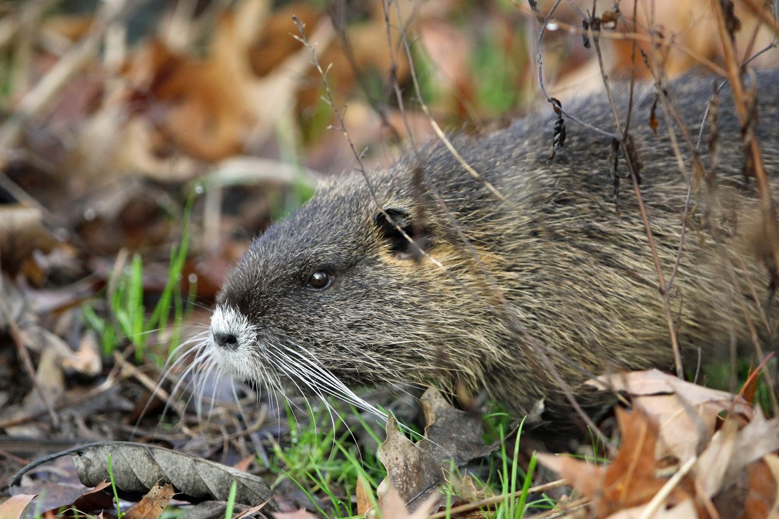 The Green Knee Club: December 2014