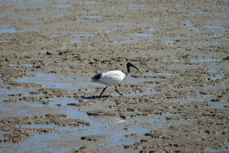 Nele & Andrew Around Oz: Gilbert River Rest Area, QLD (73km E of Croydon)