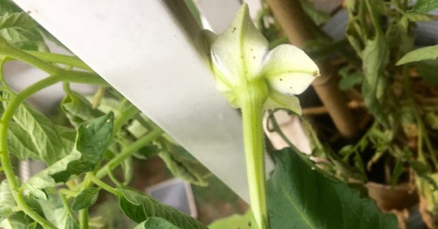 LE POTAGER DE BALCON DE MADAME LAITUE À PARIS : TABAC (NICOTIANA ALATA ...