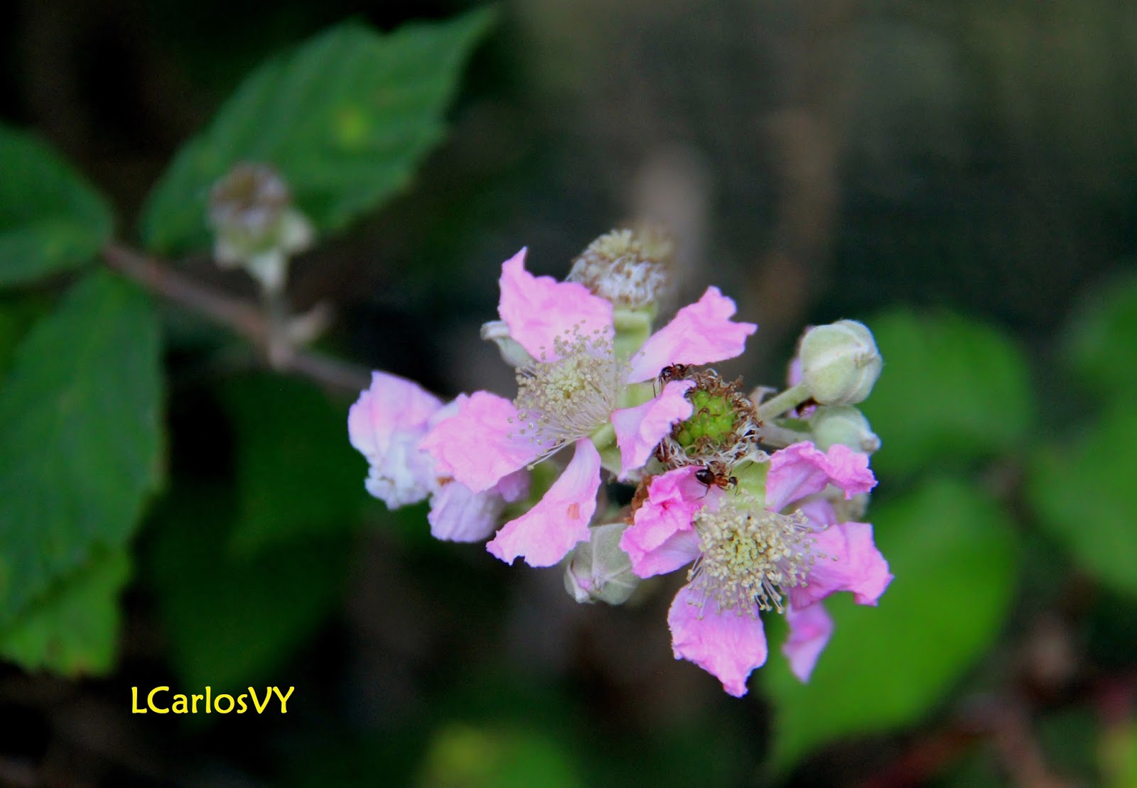 Plantas silvestres de Asturias: Zarza, zarzamora, mora – Rubus Ulmifolius