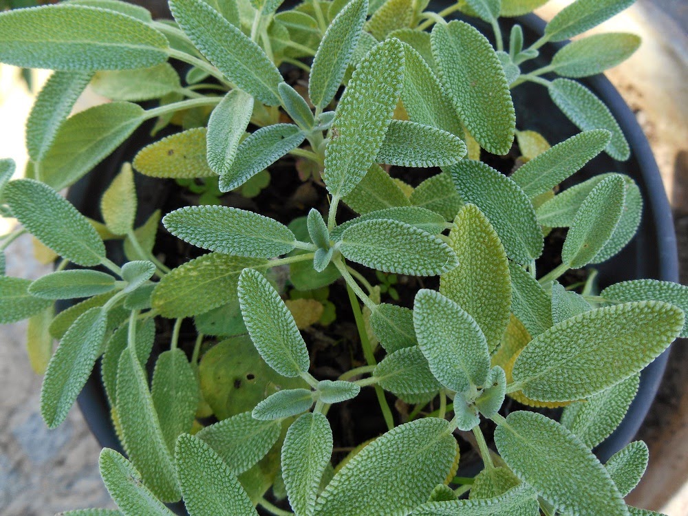 Plantas para hombres: Salvia officinalis, salvia