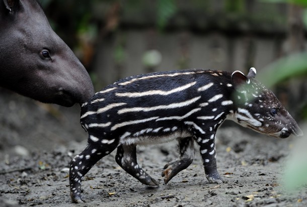 A Danta (Tapitus terrestris) born in captivity ten days ago ~ Animalfwd