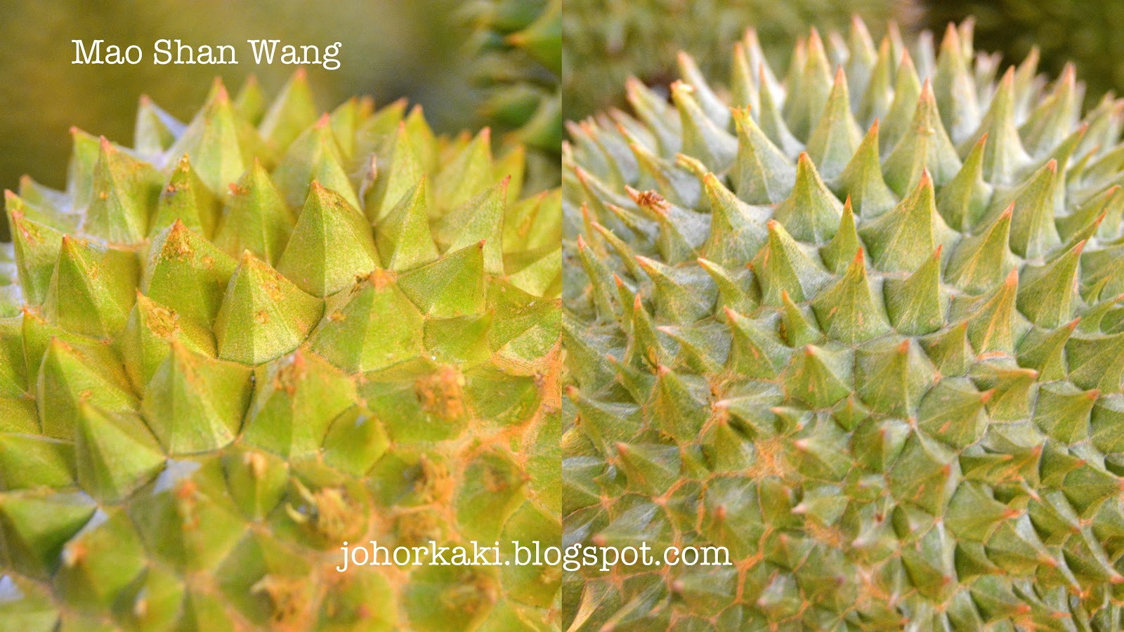 5 Tips on How to Spot a Real Mao Shan Wang MSW Musang King Durian 猫山王 ...