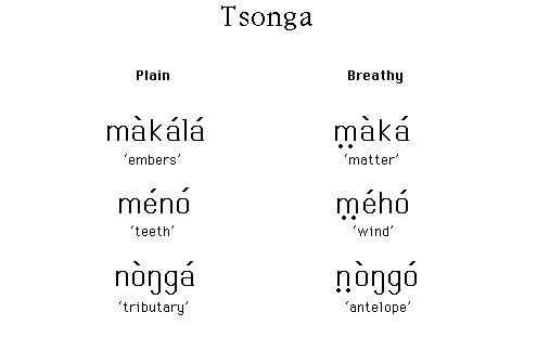 ALL SHANGAANS ARE TSONGA, BUT NOT ALL TSONGAS ARE SHANGAAN.