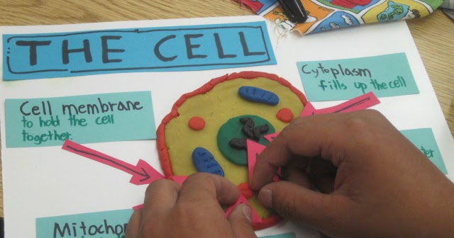 Inspired Class: Create 3D Animal Cells with Play Doh