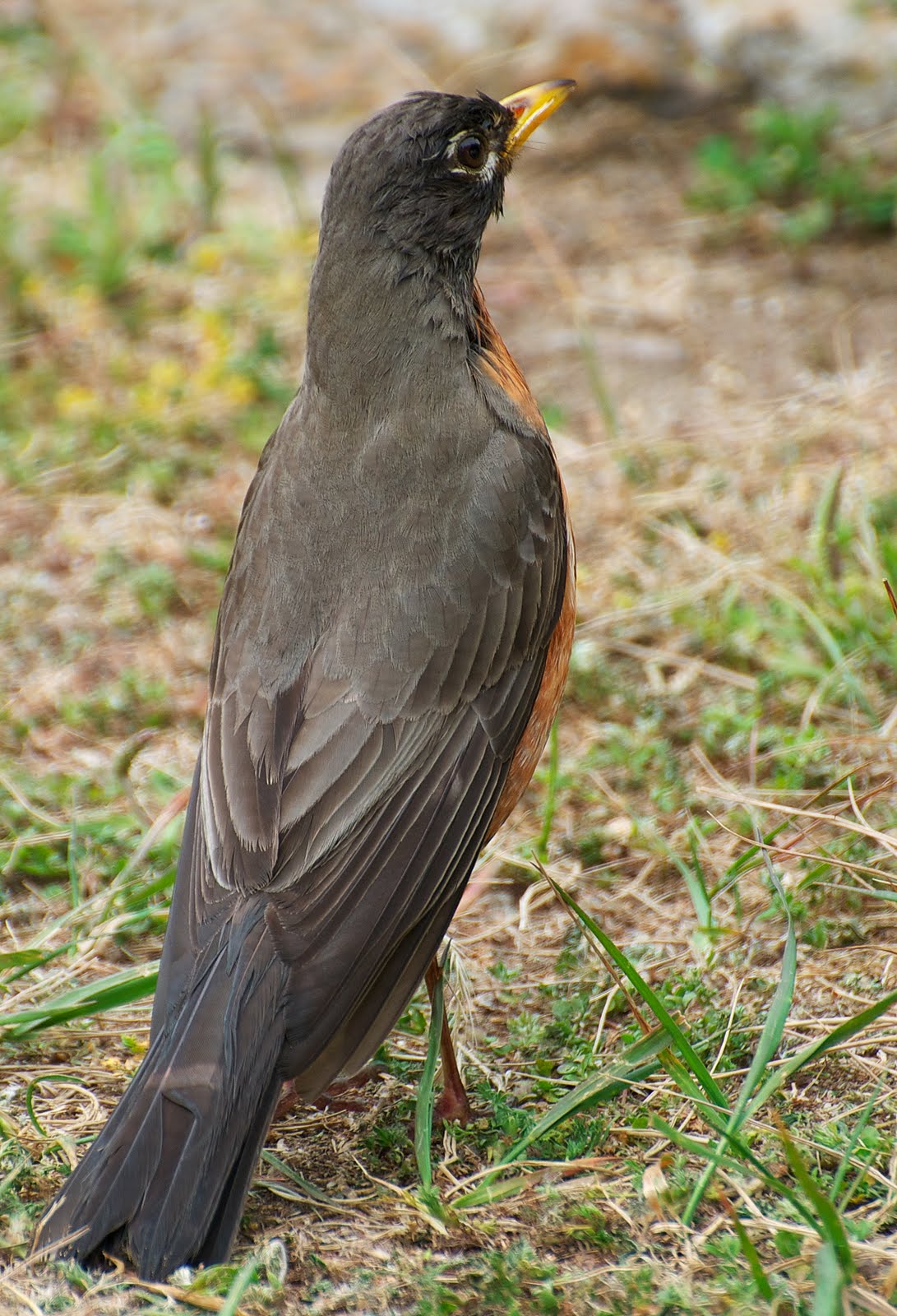 NW Bird Blog: American Robin