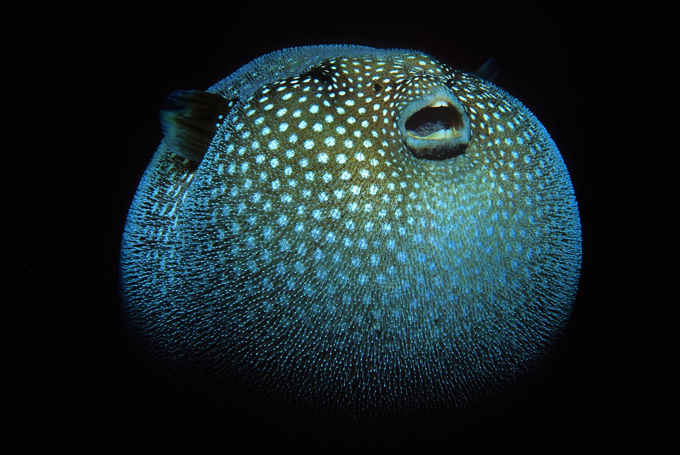 Deep Sea Bloggerhead: Pufferfish