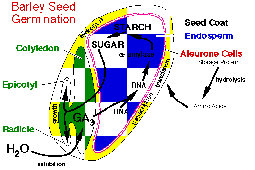 Use of starch agar and milk agar to show digestive activity during seed ...