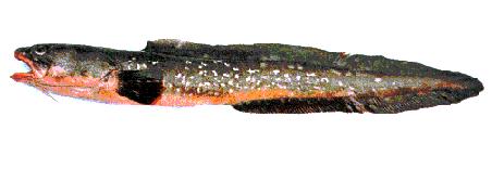 especies chilenas: El Congrio Colorado (Genypterus chilensis)