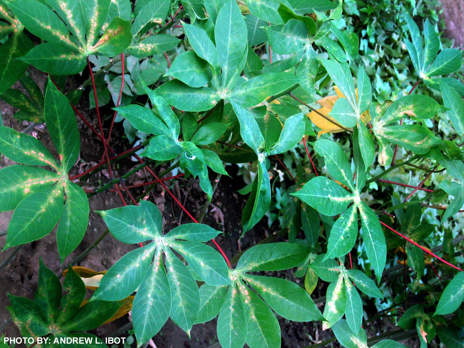 Ako si ANDREW IBOT!: Kamoteng Kahoy (Cassava) - Halamang Gamot / Herbal ...