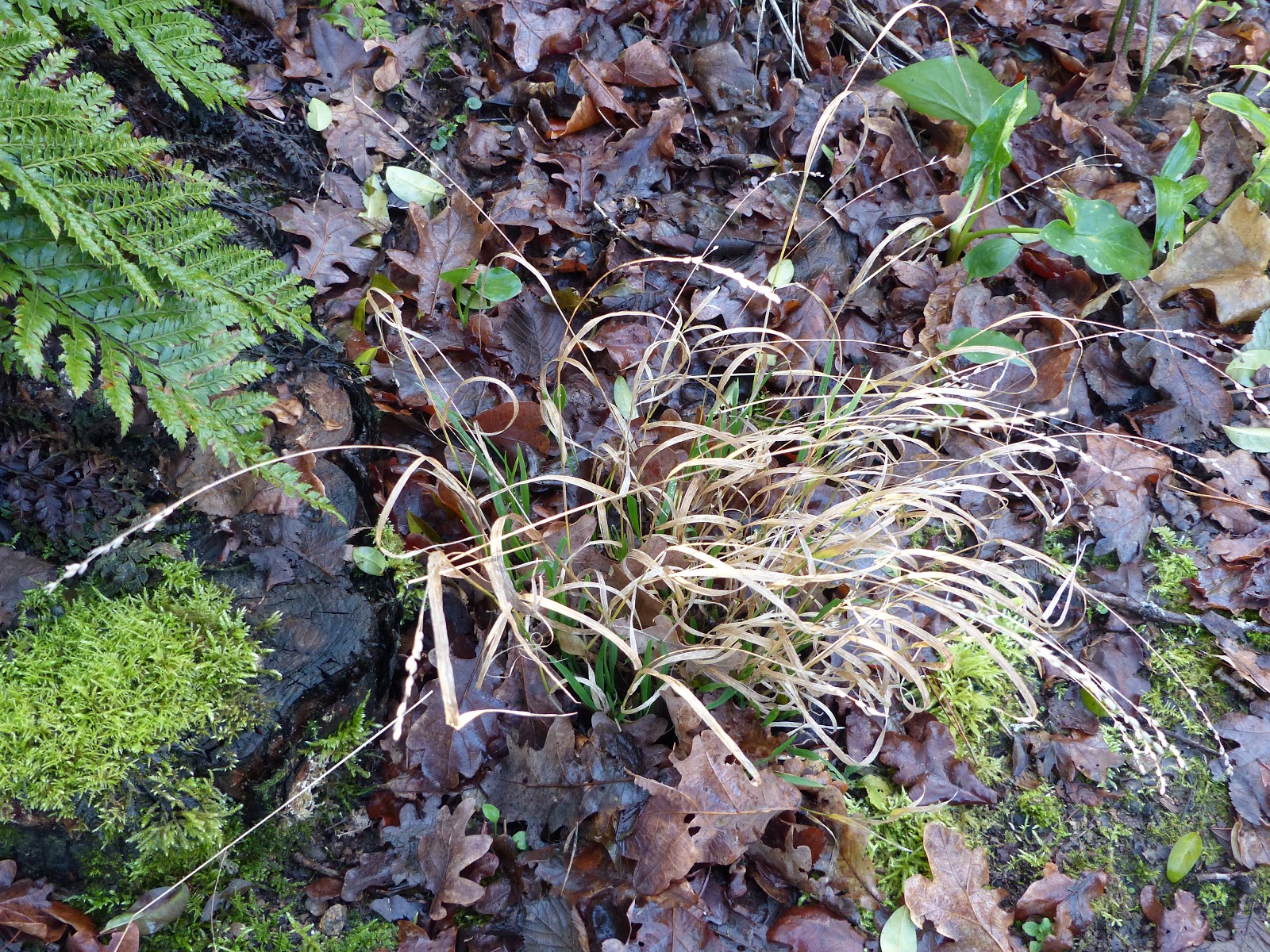 Temps de jardin: La melica uniflora alba, une graminée épatante