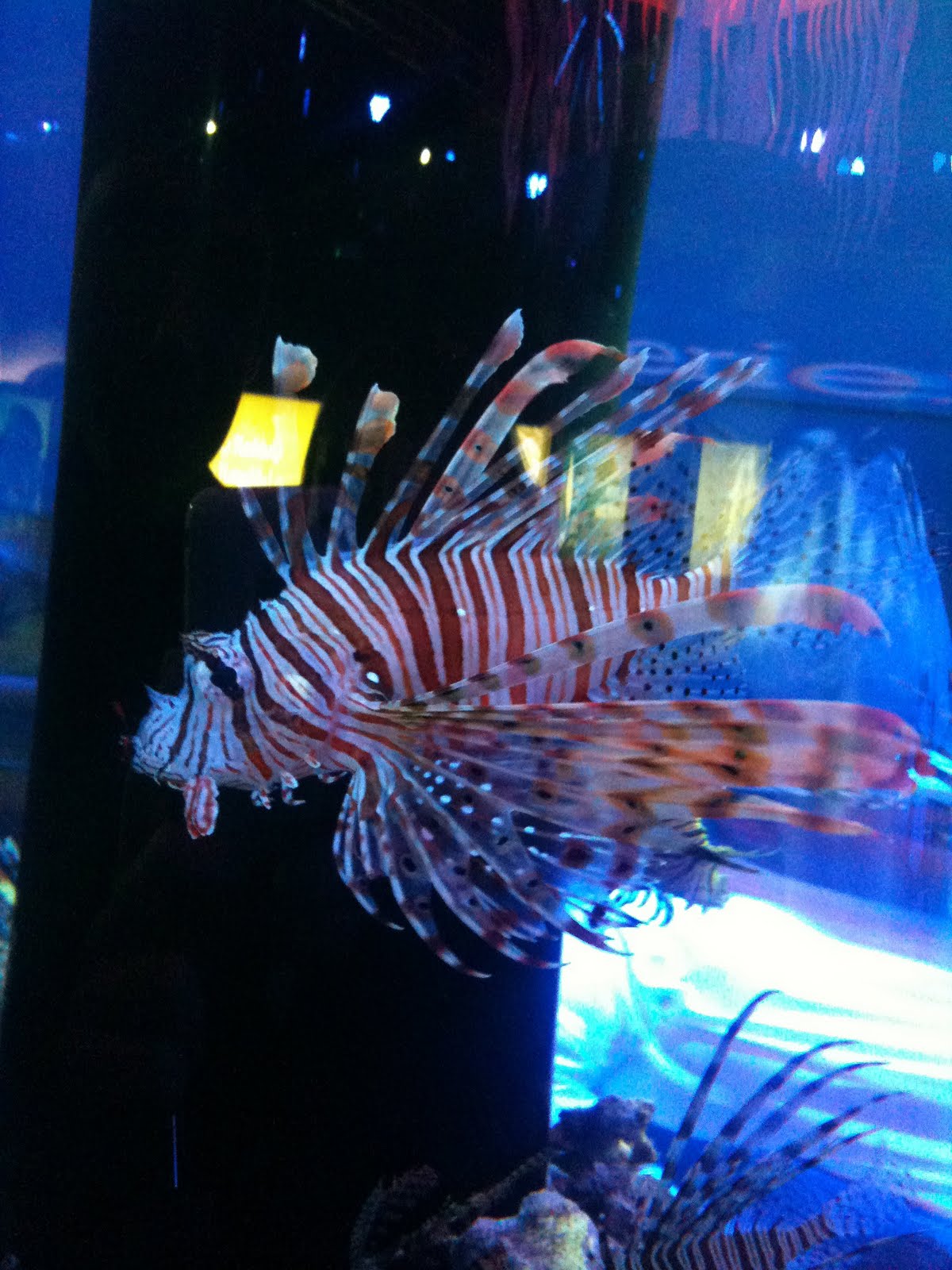 A Little Oryx in Qatar: Qatar Marine Festival