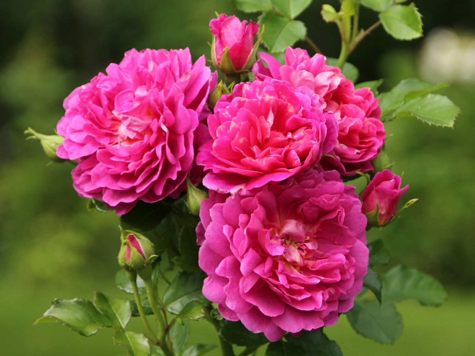 Torils garden: Princess Anne - a beautiful rose - which has become one ...