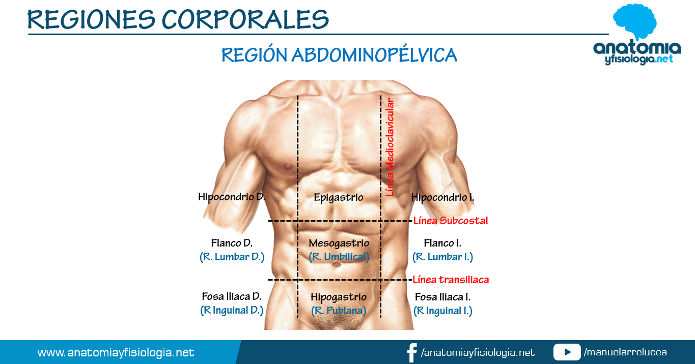Abdominopelvica