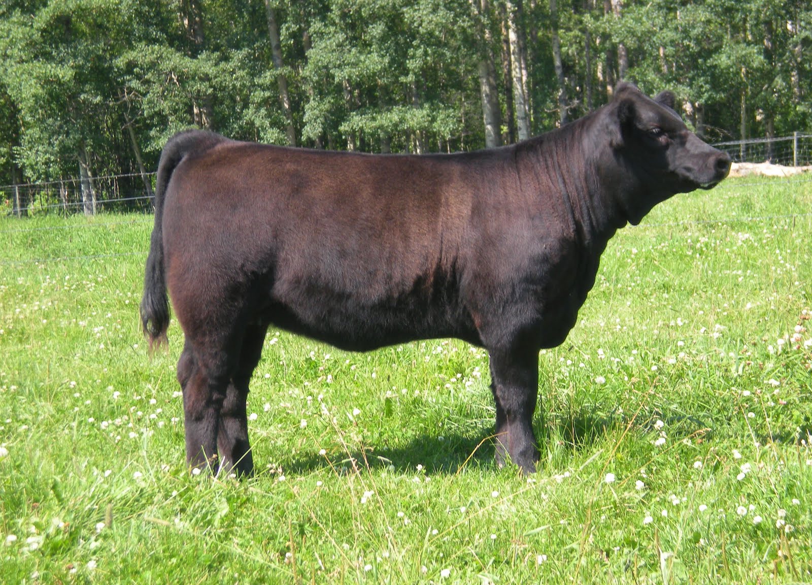 DIAMOND G CATTLE CO.: High Country Cattle Services