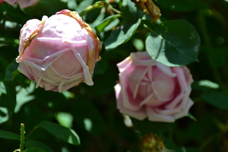 Sous les rosiers... - Les petites choses du monde de chacha- Blog Mode ...