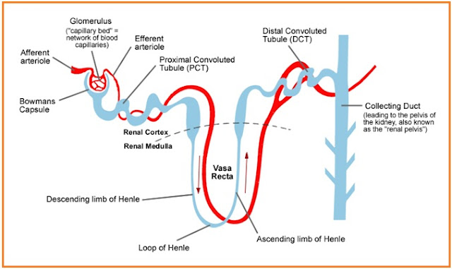 Sistem Ekskresi Pada Manusia - Triple R Magazine