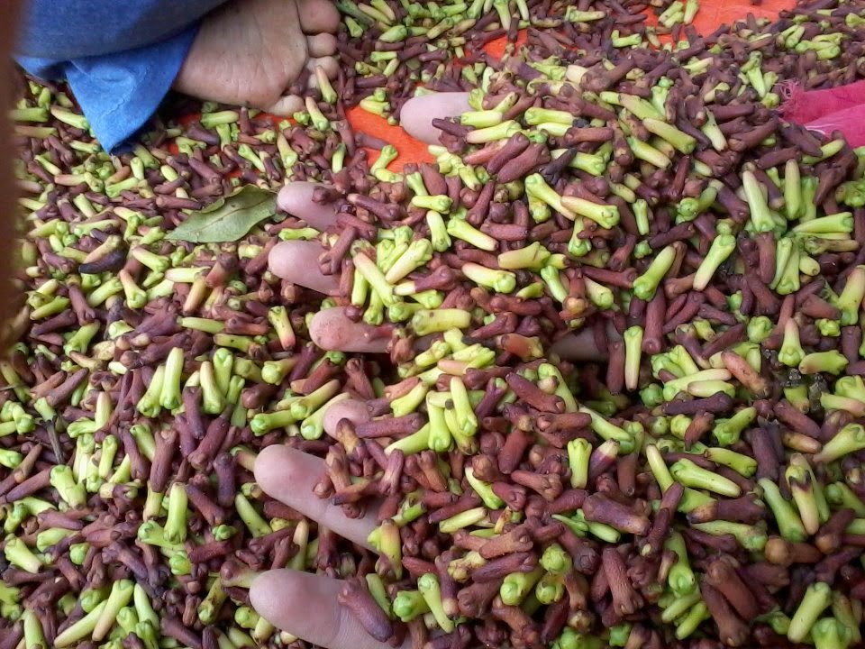 Kasiat Obat Tradisional Cengkeh (Syzygium aromaticum) - Tradisional18