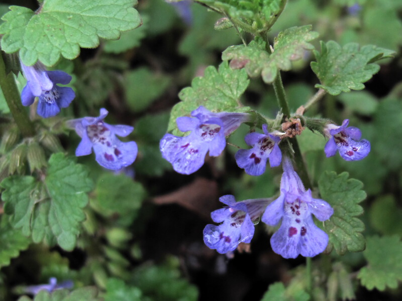 The Joyce Road Neighborhood: Wildflower - Ground Ivy
