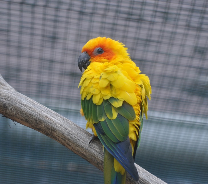 ZOOTOGRAFIANDO (6.100 ANIMALS): COTORRITA DEL SOL / SUN CONURE ...