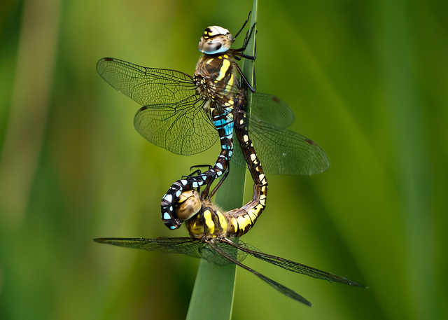 The Love Bugs | The Ark In Space