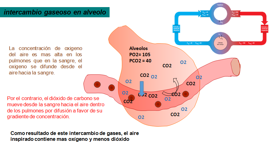 Capacidad de difusión del O2 y CO2 en alveolo ~ BLOG DE FISIOLOGÍA BASICA