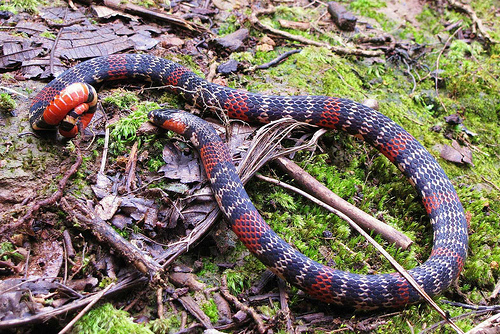 Ofidico: Atractus Elaps