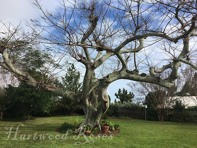 Hartwood Roses: Beautiful Bermuda