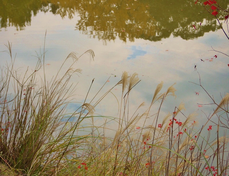 Stardust Talk : Daibutsu-ike Pond in full spectrum of colors