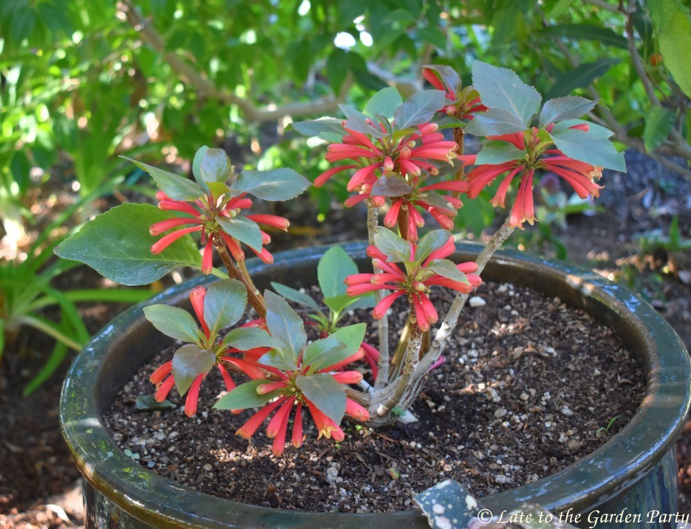 Late to the Garden Party: Bloom Day - December 2017