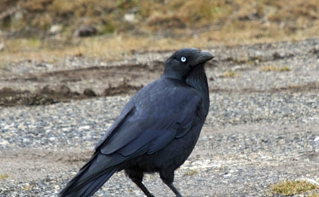 Nature Scribe: Raven Mad