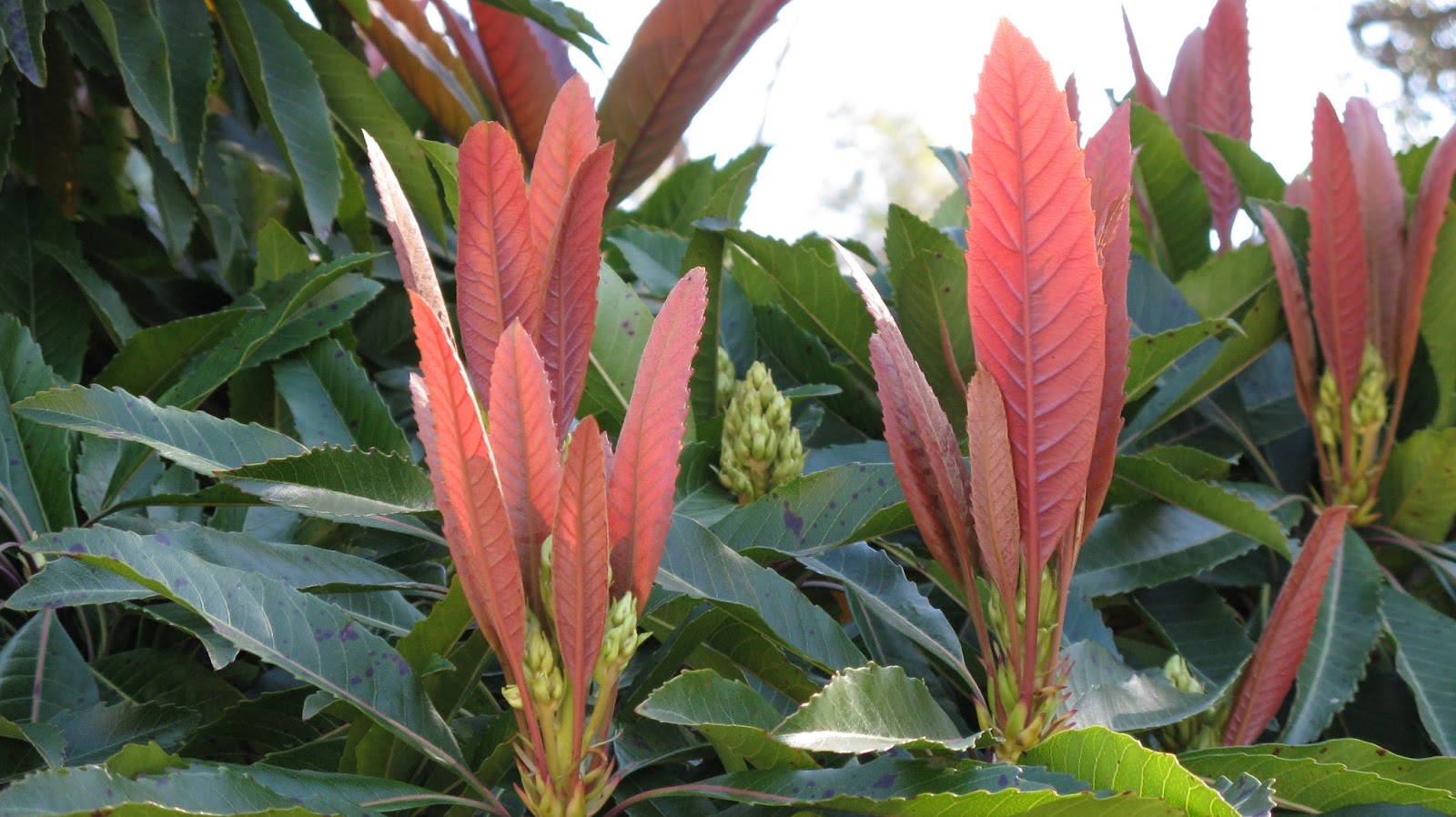 Trees of Santa Cruz County: Eriobotrya deflexa - Bronze Loquat