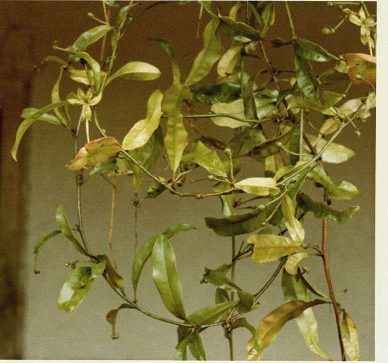 Triphyophyllum peltatum
