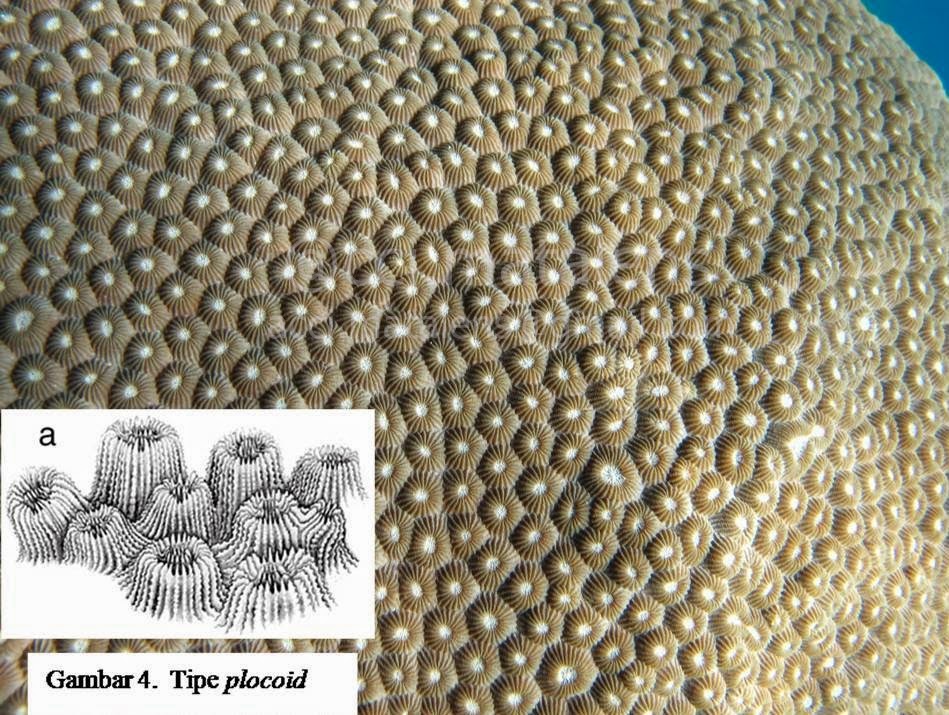 Pamacca: Bentuk Pertumbuhan Karang