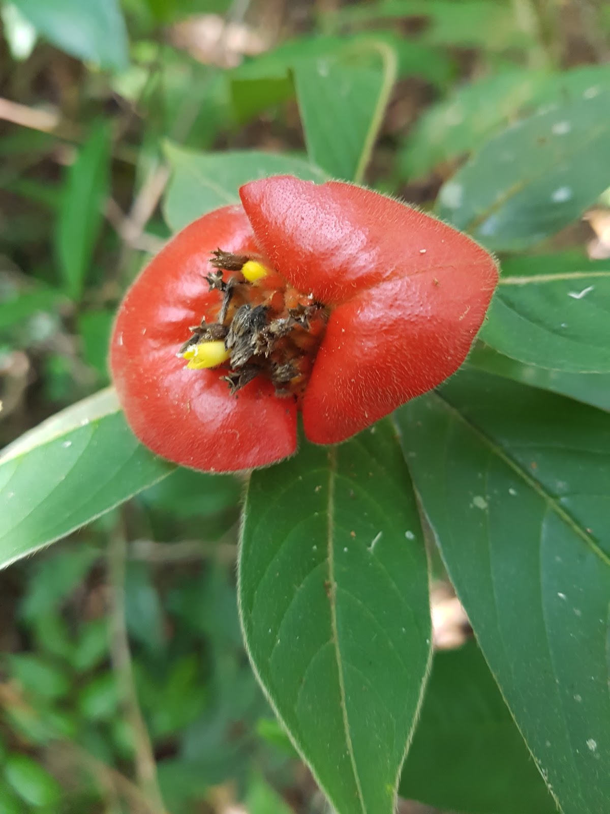Cooperativa Escolar Juvenil Sendero Flor del Espíritu Santo, El Valle ...