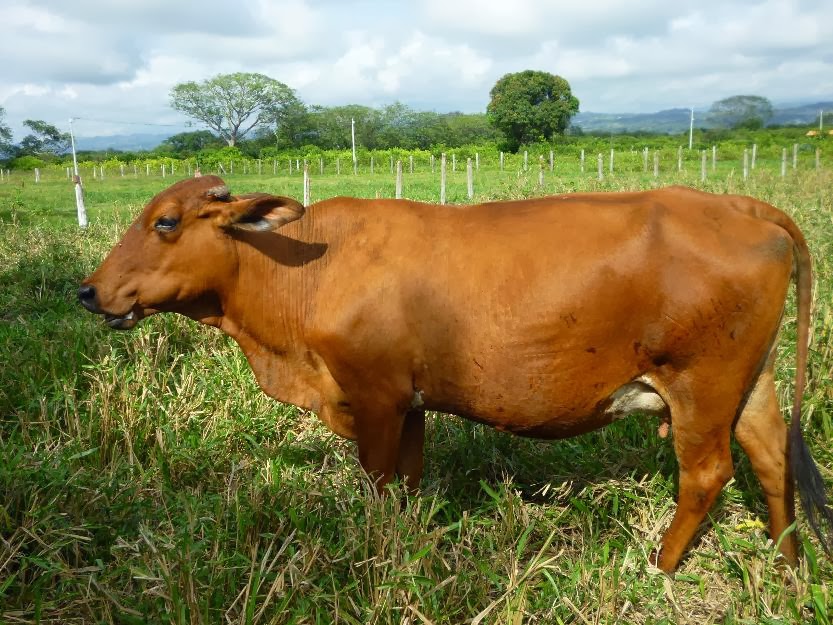 PRODUCCION AGROPECUARIA: VACAS EN PRODUCION