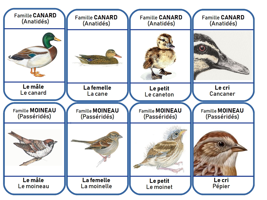 Jeu de 7 familles : les animaux {Printable} - Merci qui ? Merci ...