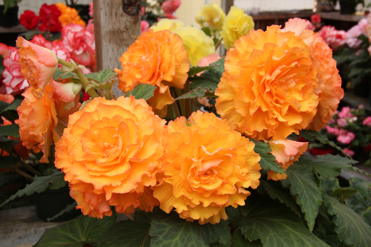 BirdCam on Cheltenham: Paul's Tuberous Begonias are Truly Spectacular!